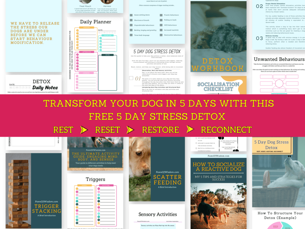 Paws of Wisdom | Help for Reactive, Anxious & Challenging Dogs