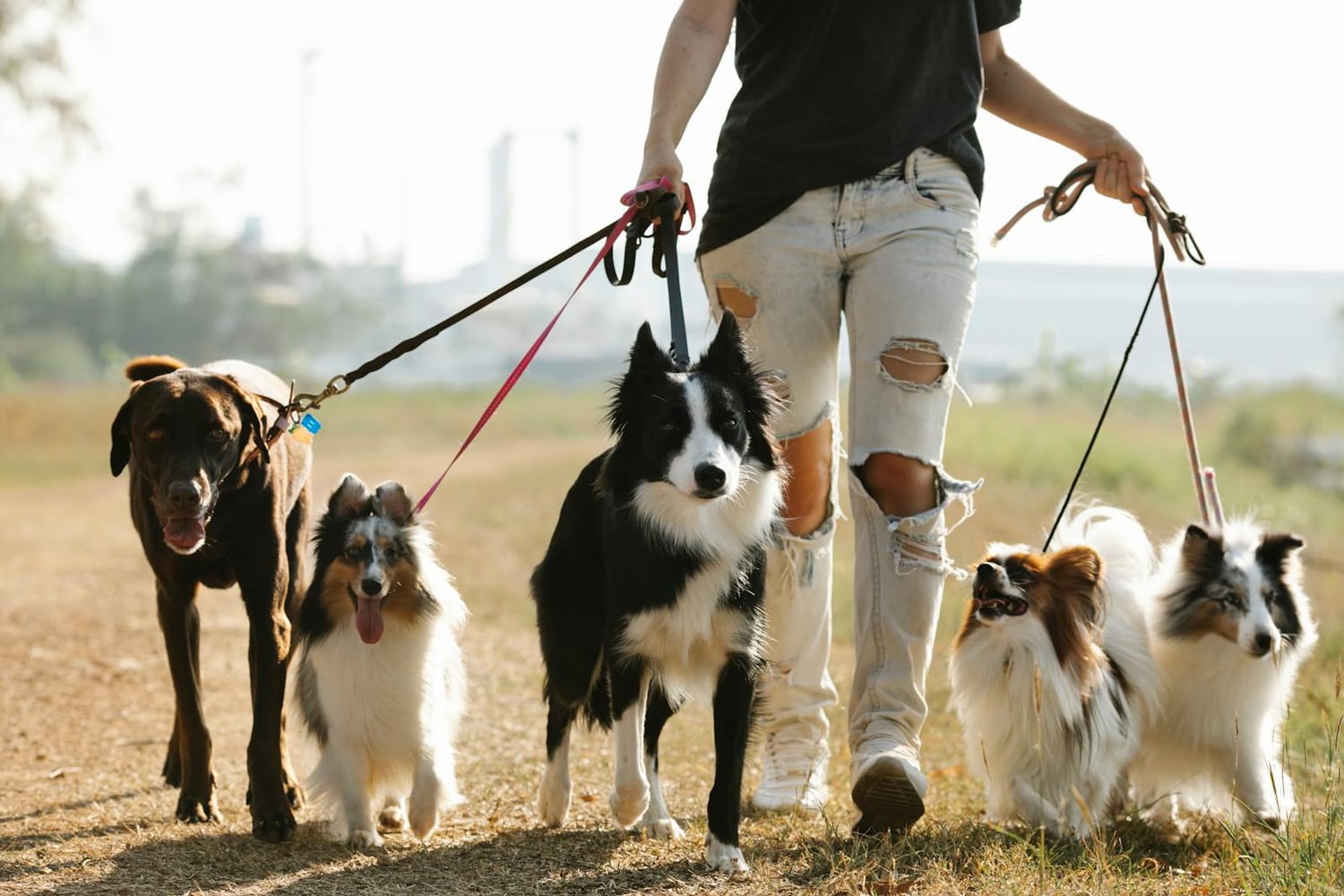 Mastering The Leash: Choosing Between Loose Leash Walking and Heeling