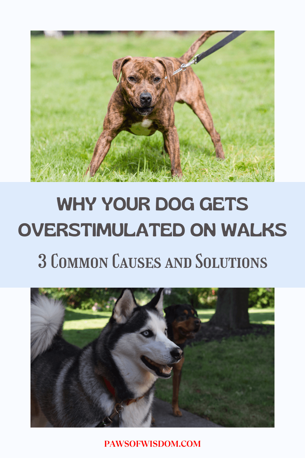 Dog Gets Overstimulated on Walks? Here’s Why + What To Do