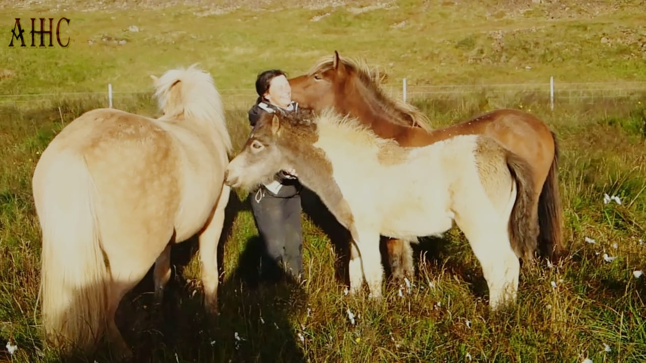 AHHC | the horse, a master of personal development: confidence ...