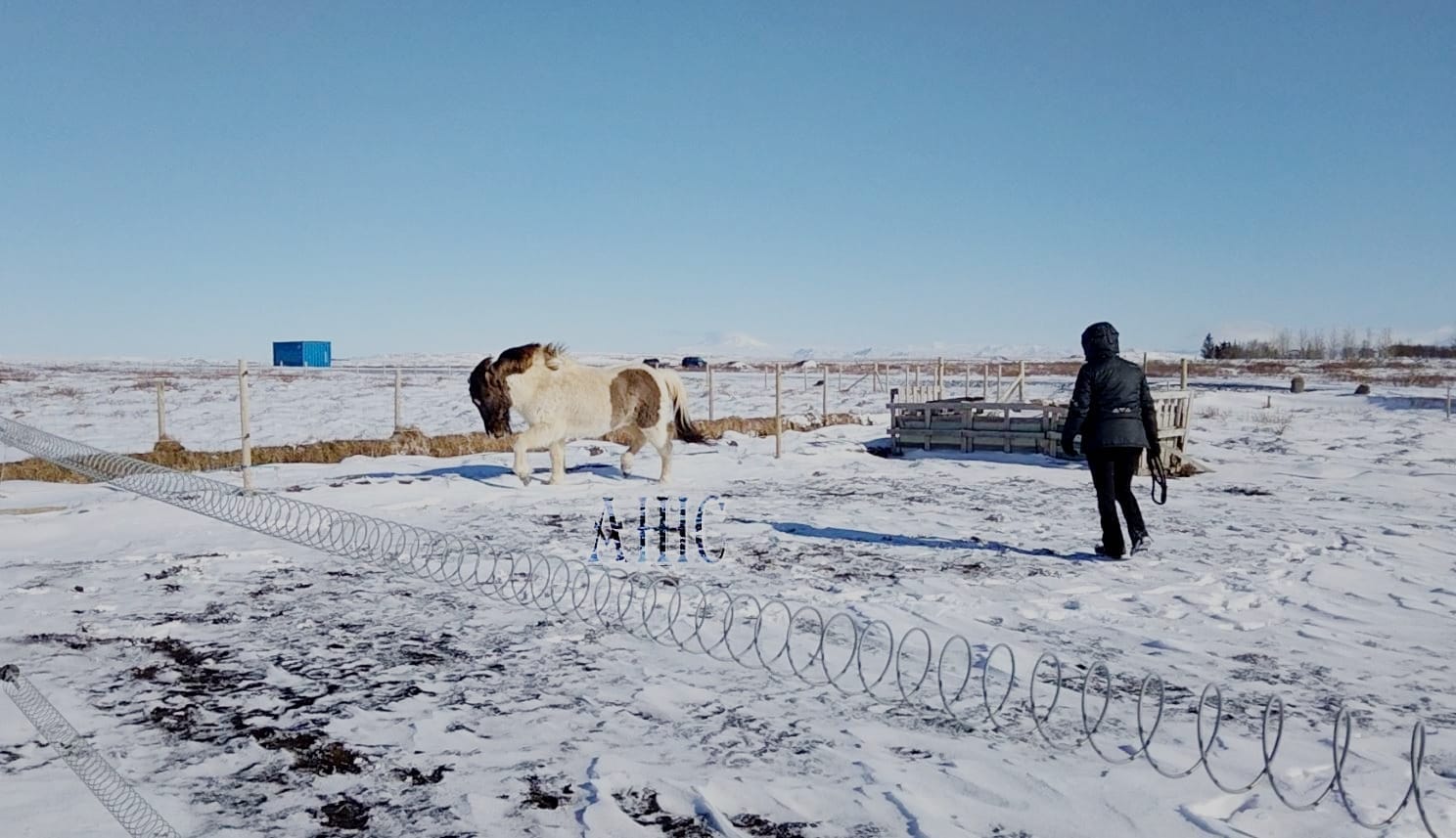 Why Work in Liberty even with Young Horses ? | AHHC