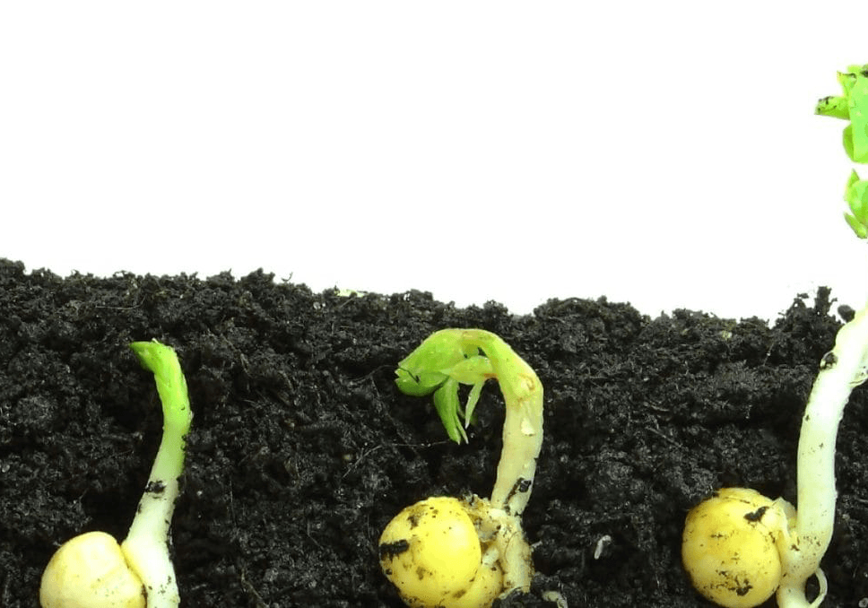 A Complete Guide to Pea Plants Growing Stages