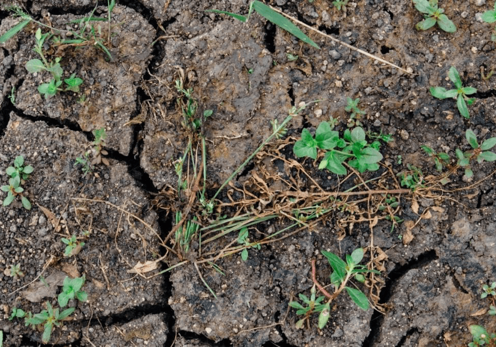 How to Break Compacted Soil for Planting: Step-by-Step Garden Prep