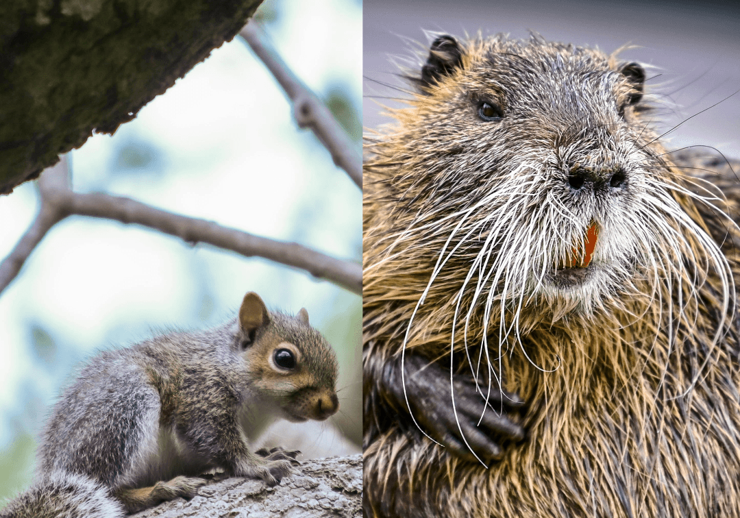 Squirrels and Beavers | Understanding Double Empathy