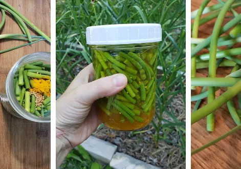 Garlic Scape Fridge Pickles - Two Ways