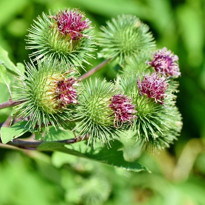 Burdock Root ~ Arctium lappa Herbal Mini-Book (Monograph)