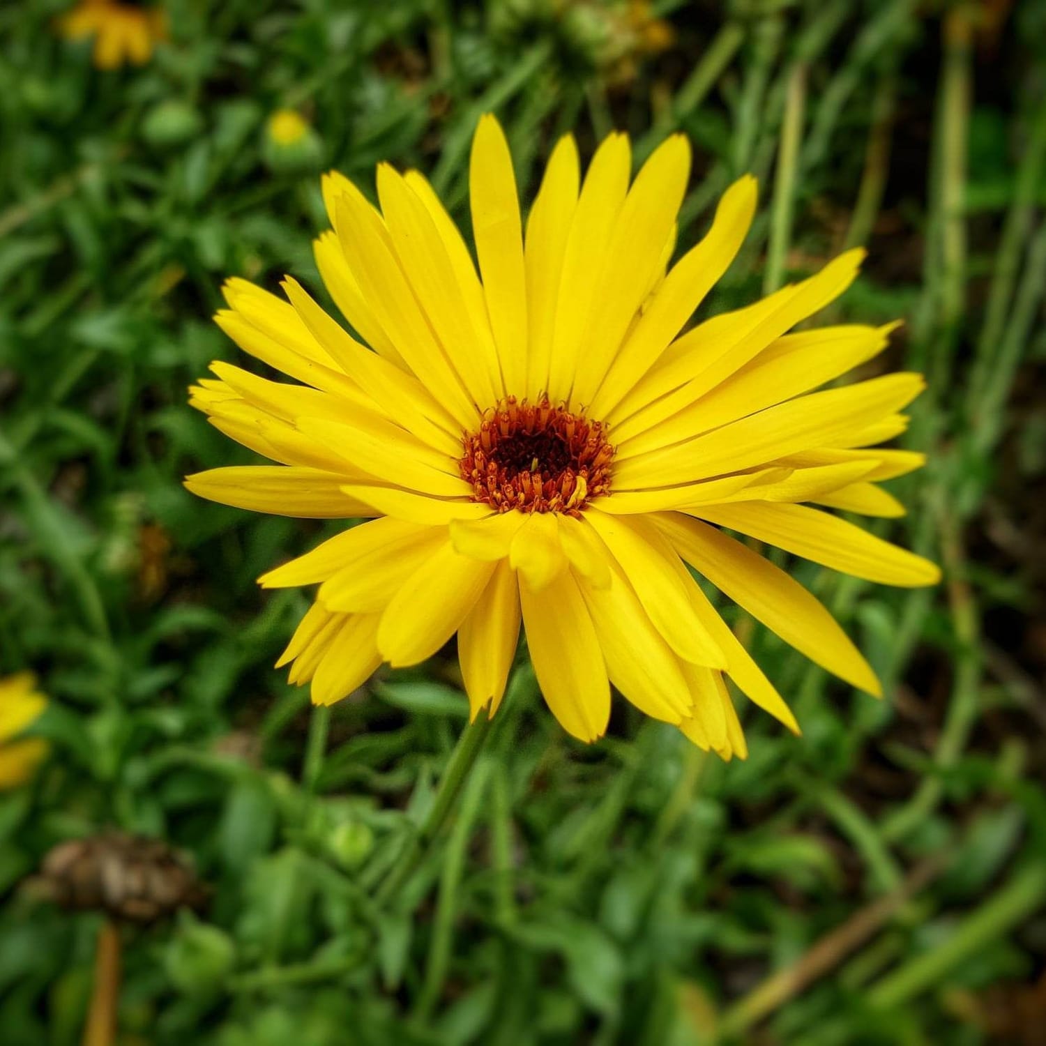 Calendula flower ~ Calendula officinalis Herbal Mini-Book (Monograph)