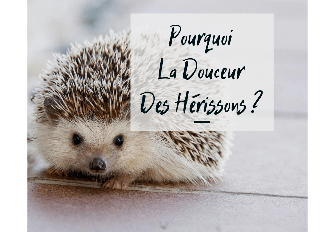 Pourquoi \"la douceur des hérissons