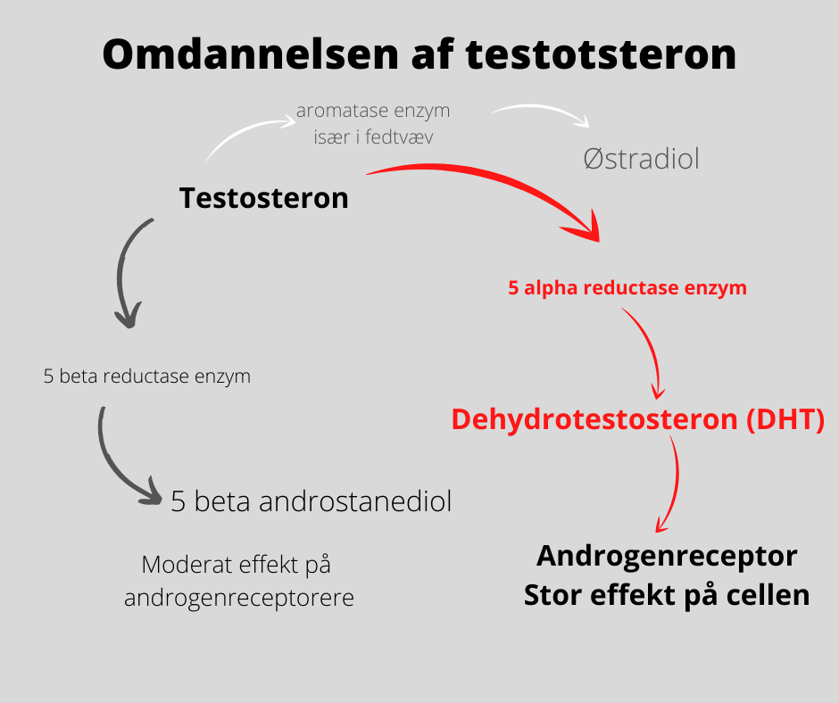Testosteron nedbrydning og dets effekt på PCOS