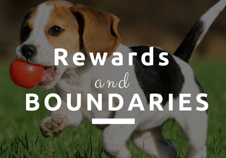 ..This does not necessarily mean that we are bribing the dog..We use ...