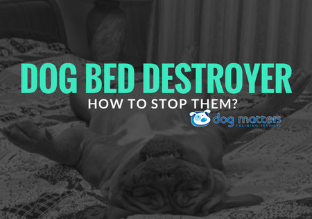 HELP! My Dog Is A BED DESTROYER — Dog Matters