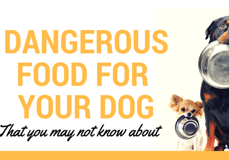 Foods to Avoid — Dog Matters