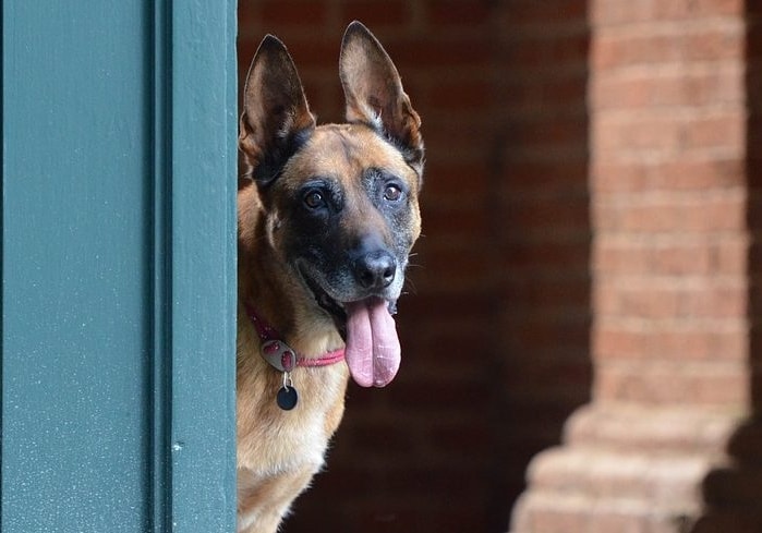 How To Stop Your Dog From Rushing Through Doors — Dog Matters