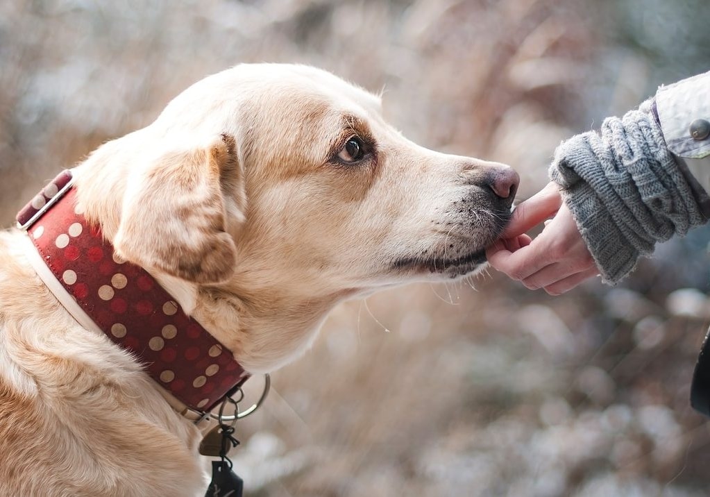 Dog Training Tips: What is your dog picking up from you?