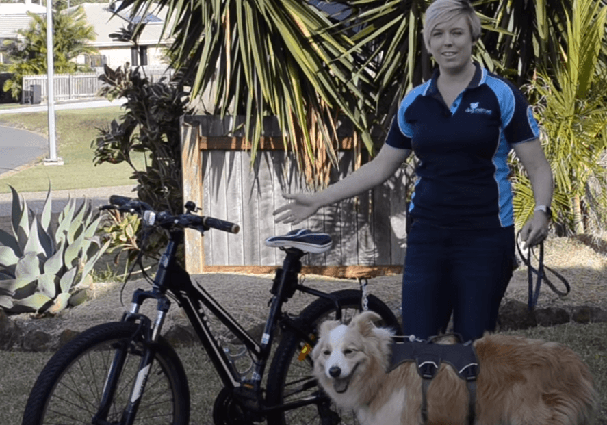 Springer Dog Bike Review by Tenille Williams | Dog Matters Blog