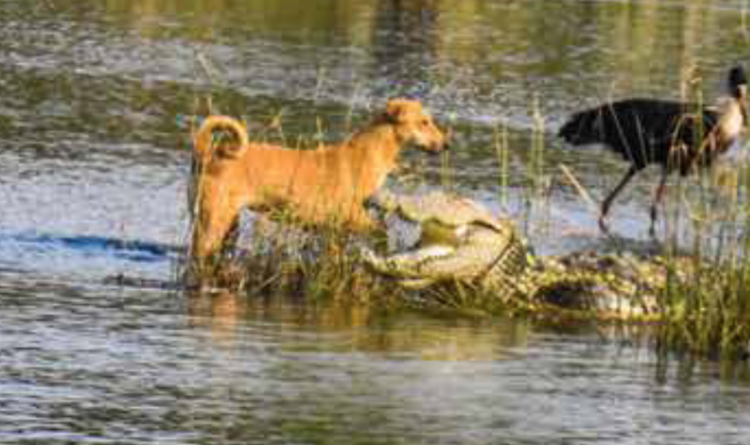 🐶🐊 What if a dog meets some Crocodiles? A New Perspective on Animal ...