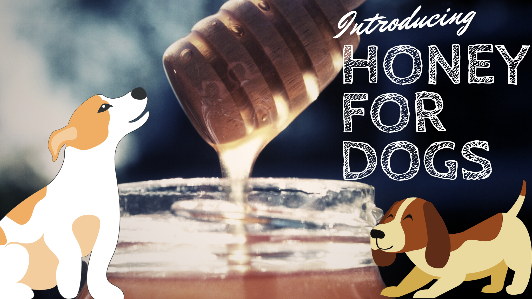 Sweet Healing: The Buzz on Honey for Your Pup 🍯🐾