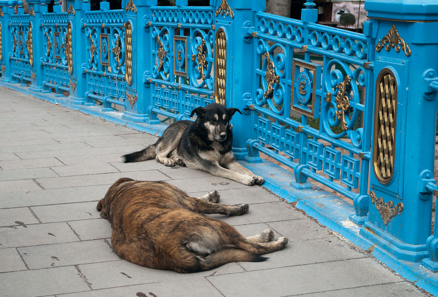 😡 The Misguided Cull of Turkey's Stray Dogs 🐾