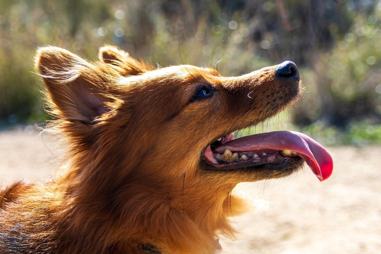 🐶 Canine Science News