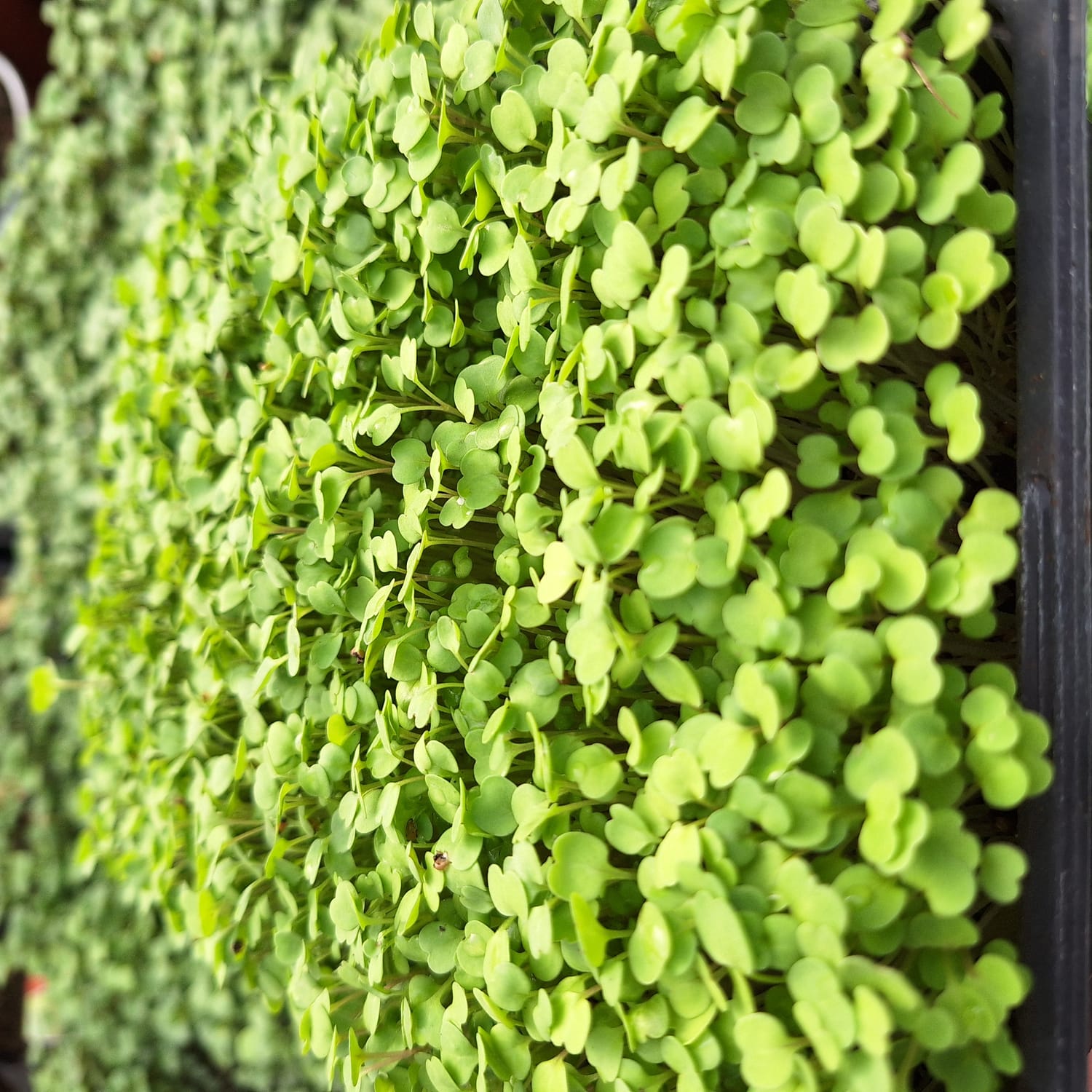 Lancez-vous dans la production de micropousses