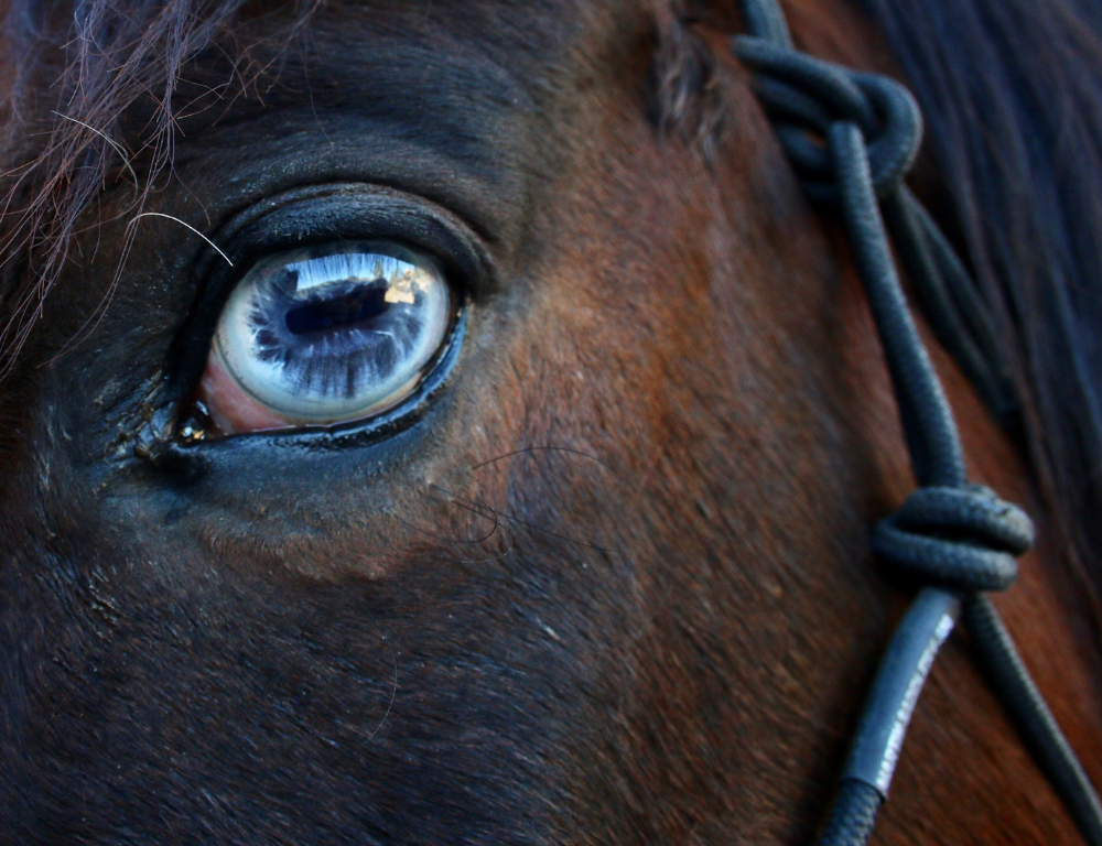 Vision du cheval : plus facile d'un côté que de l'autre