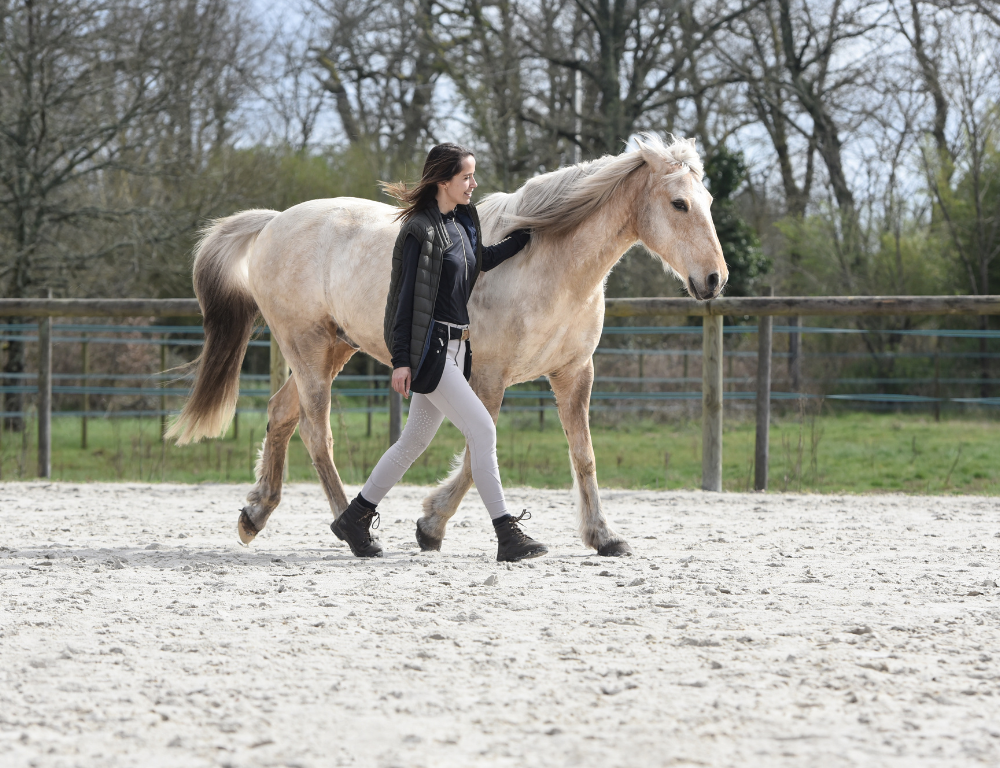 Tempérament du cheval : astuces pour une meilleure relation