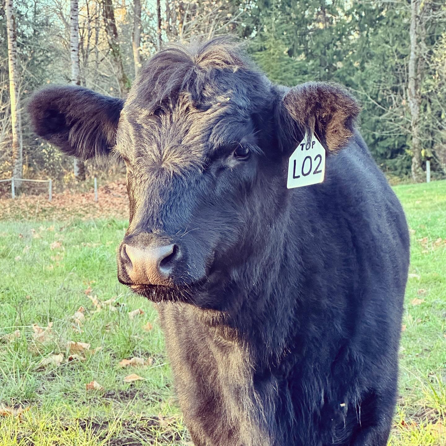Treeline Farms | Eat Better Meat