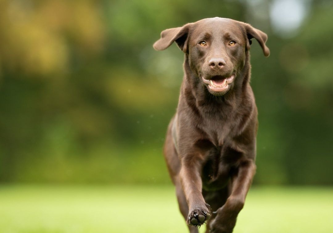 Dog Recall: Why Does My Dog Not Listen To Me On Walks?