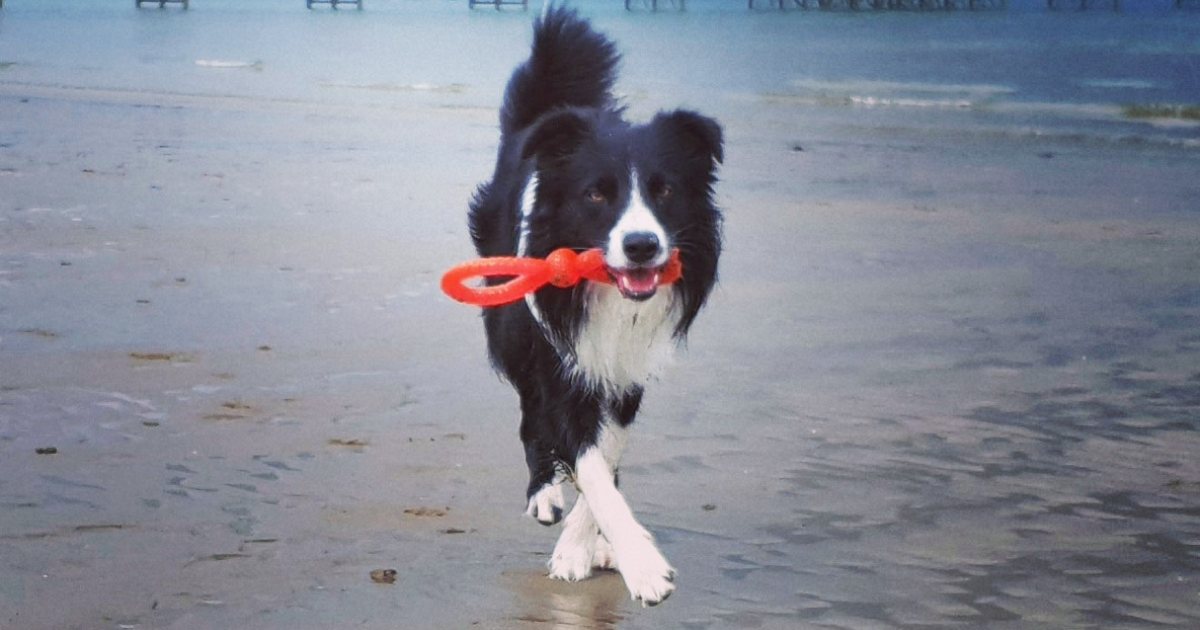 Dog Recall: Why Does My Dog Not Listen To Me On Walks?