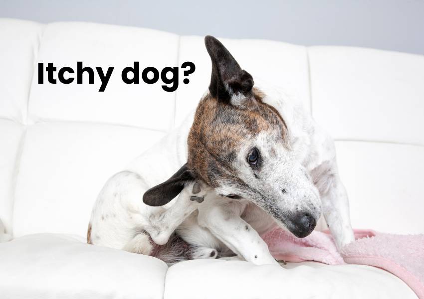 Why Is My Dog Itchy? | Itching Causes and Treatments For Your Dog