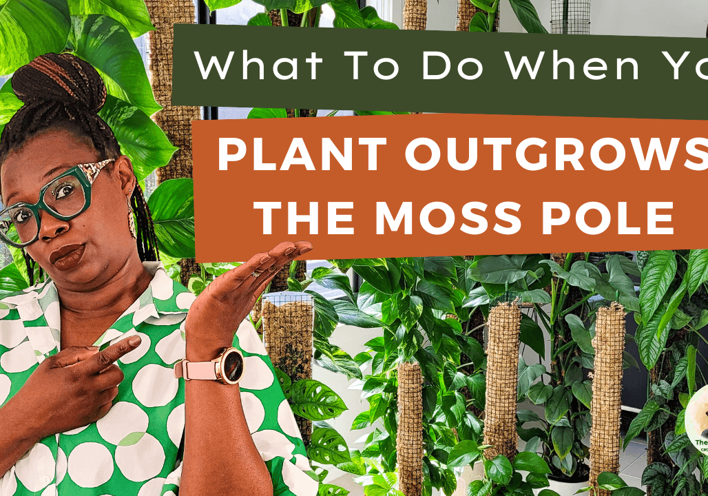What to Do When Your Plant Outgrows The Moss Pole