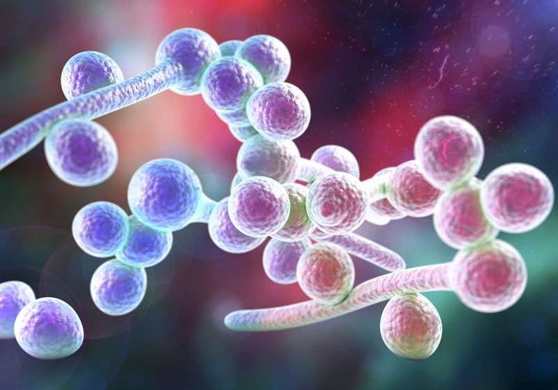 Comment guérir de la Candidose? | The Candida Slayer