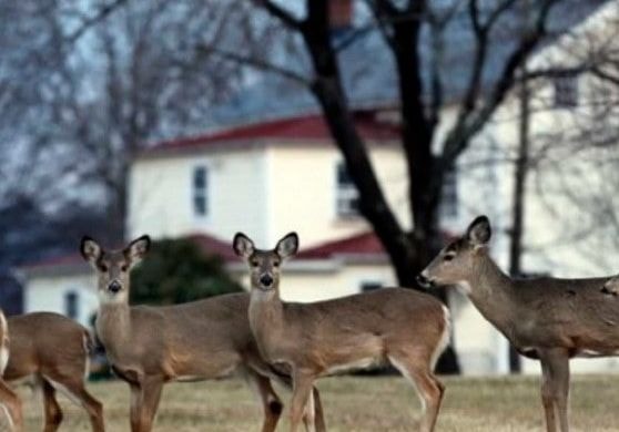 Solutions to Deer Overpopulation