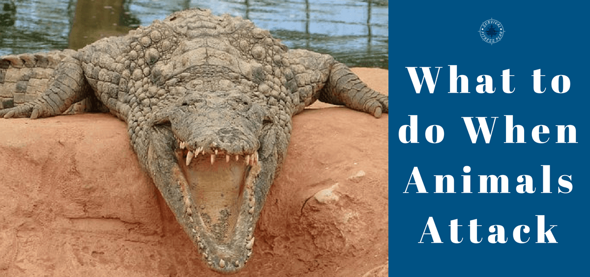 How to Survive Animal Attacks