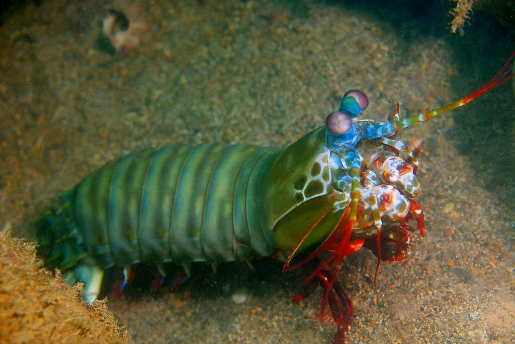 The Colorful World of the Mantis Shrimp
