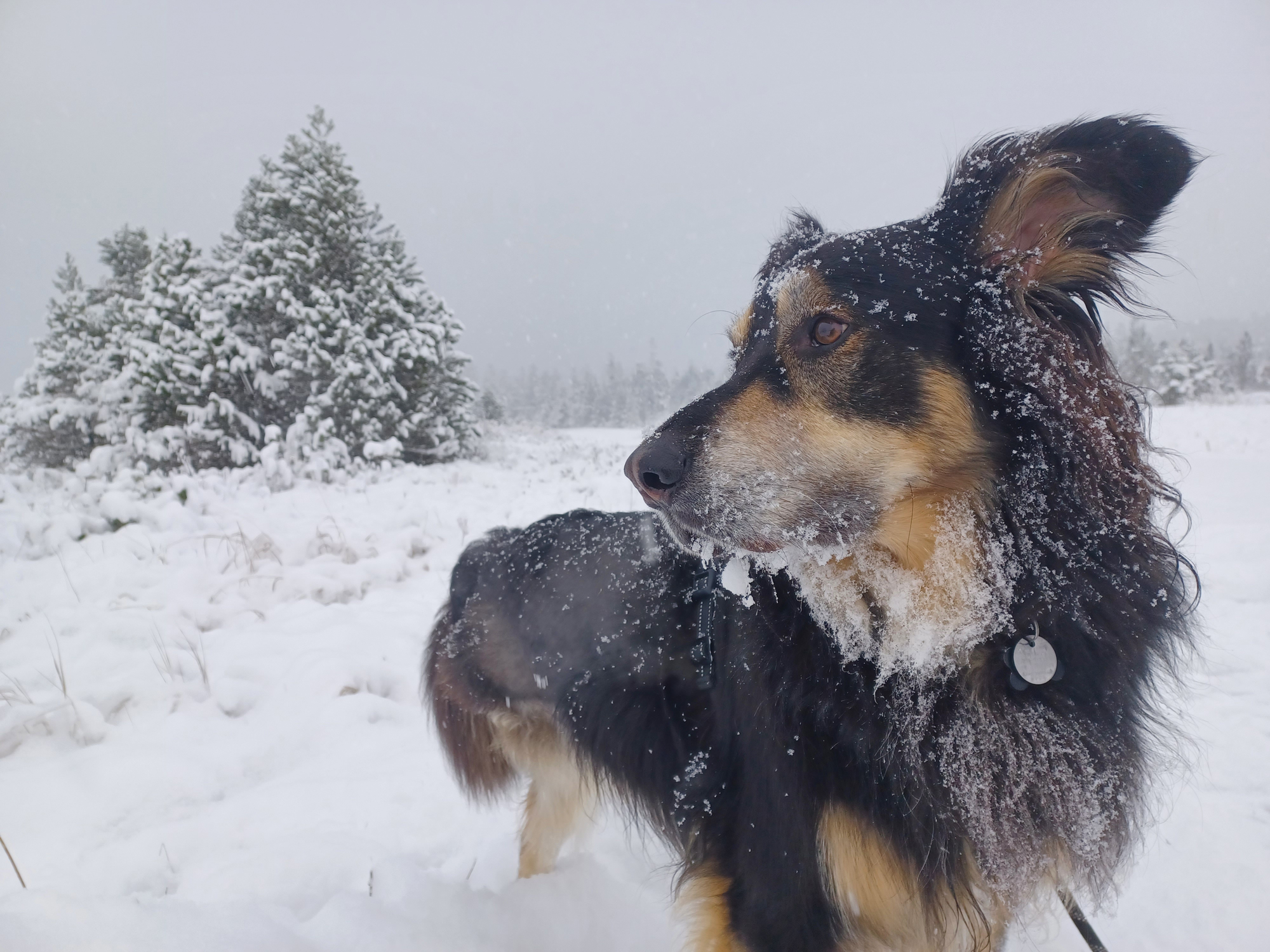 Winter Dog Walking Guide: Protect Your Dog in Snow & Cold