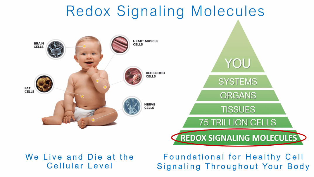 REDOX Learn — Dynamic Living Lifestyles
