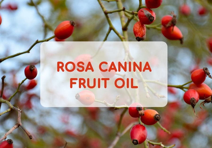 Rosa Canina fruit oil | Cosmetic ingredient | The Altitude Blog