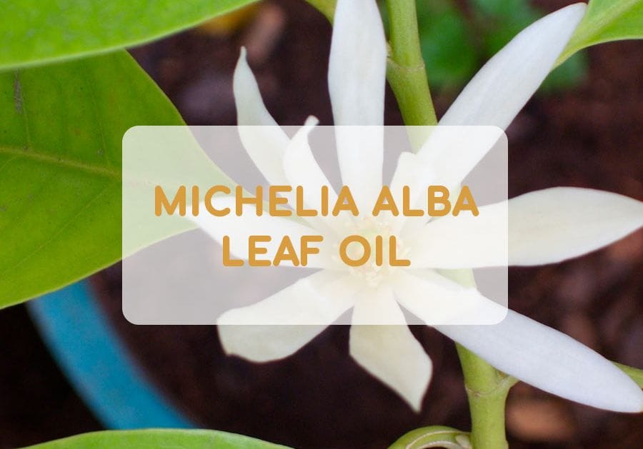 Michelia Alba leaf oil | Cosmetic ingredient | The Altitude Blog