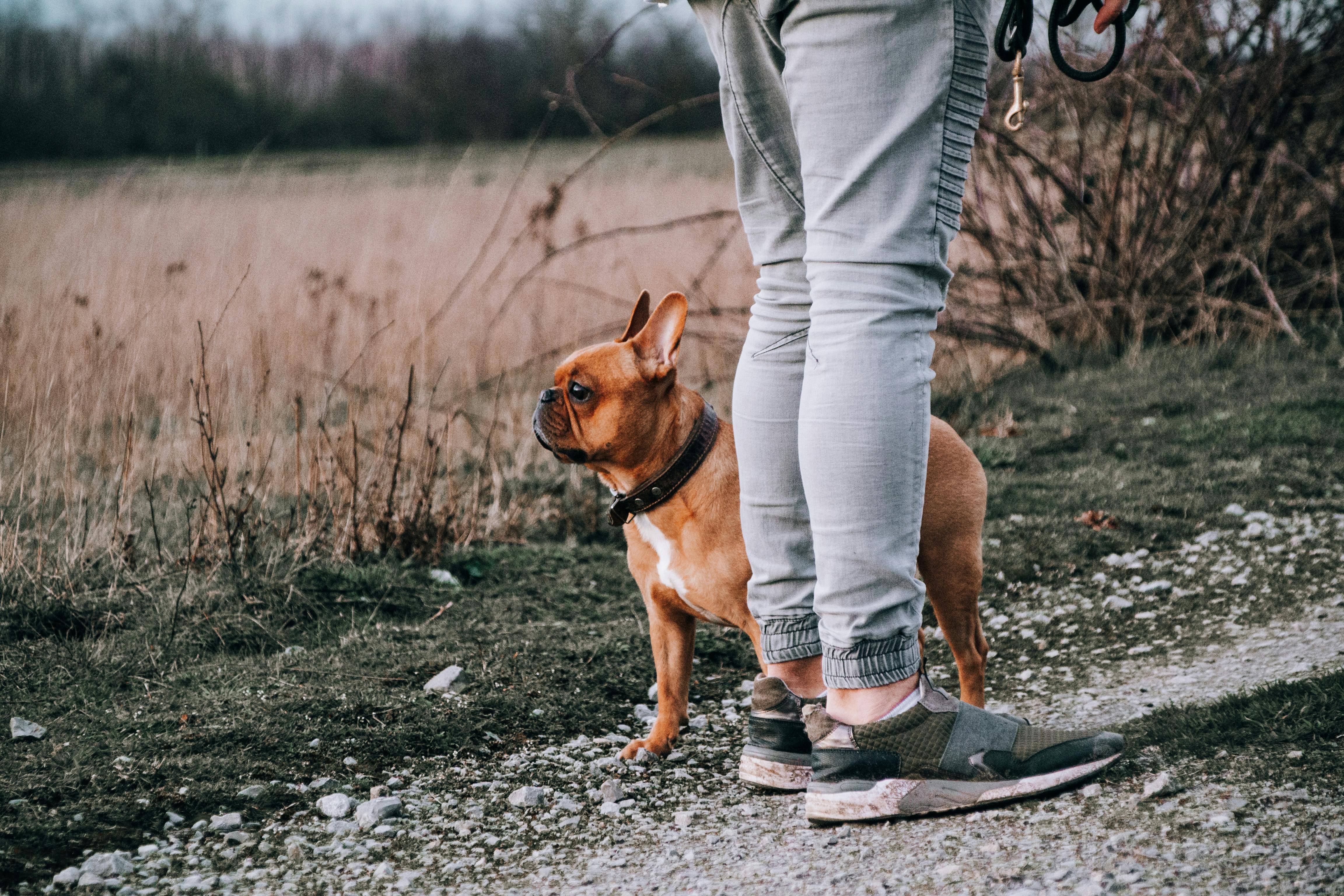 From Pulling to Polite: Mastering Leash Training with Your Puppy